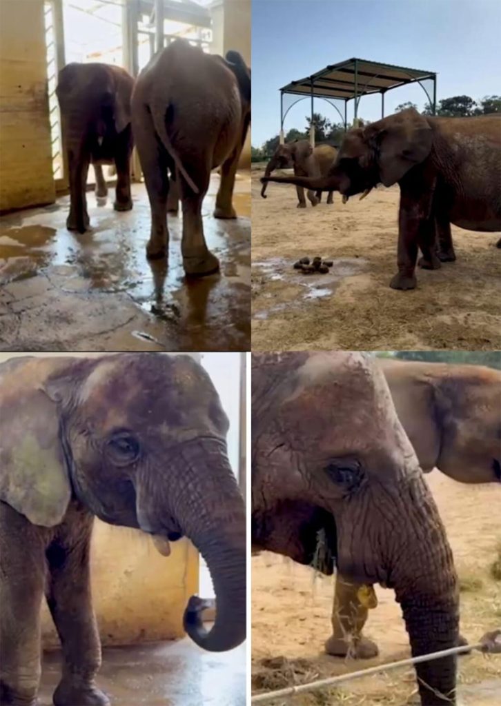 Vantara to Welcome Three African Elephants from Tunisia to Experience a New Life of Care and ...